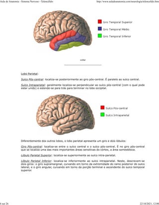 anatomia sistema nervoso - telencéfalo | PDF