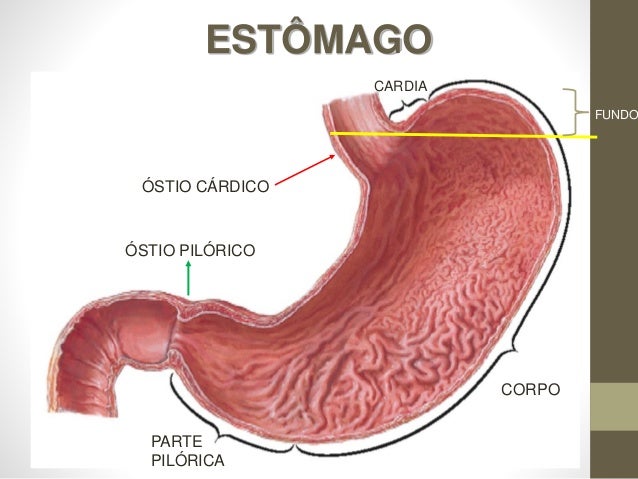 sistema digestorio