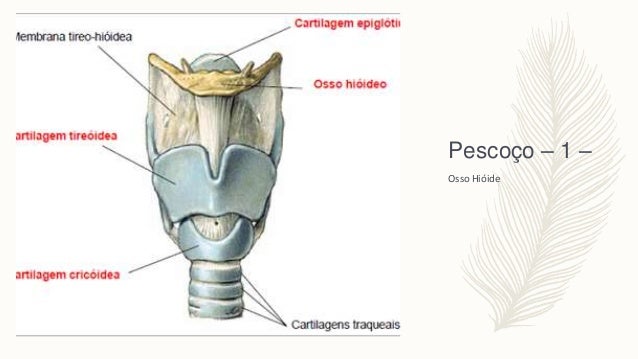 Aula de anatomia humana 1º