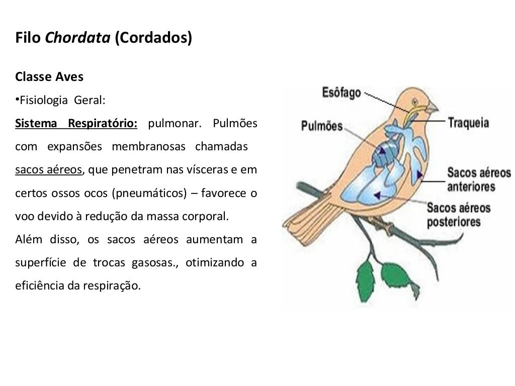 Aula de aves aprendendo tudo sobre a anatomia das aves