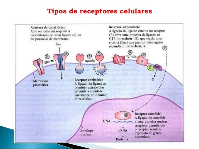 Aula de comunicação celular