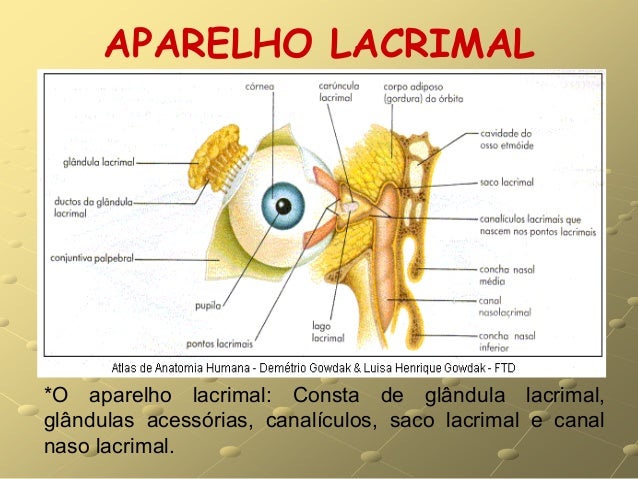 Dacriocistografia