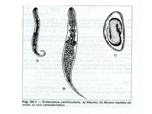 Aula de enterobius vermicularis