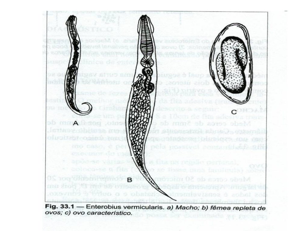 Aula de enterobius vermicularis