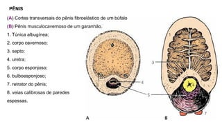 Aula de fisiologia reprodutor do Macho 08 05. 2022.pdf