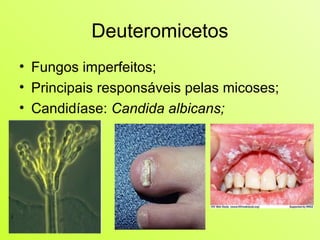 aula de fungos atualizada, O Reino dos Fungos | PDF