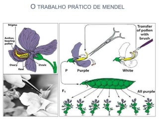 Aula de genética 1 lei de mendel | PPTX