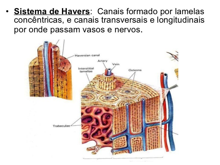 Aula de histologia