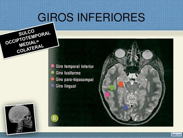 Aula de neuroanatomia