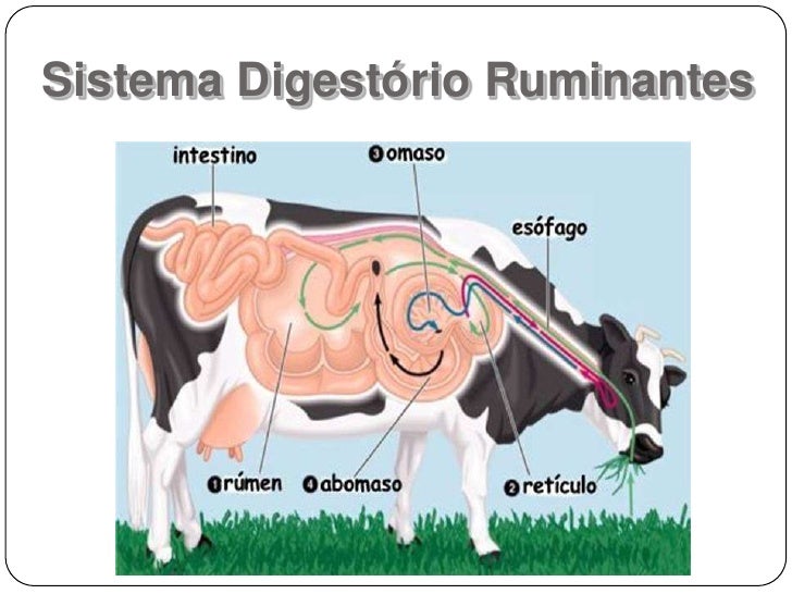 Aula Digestivo 1 2010