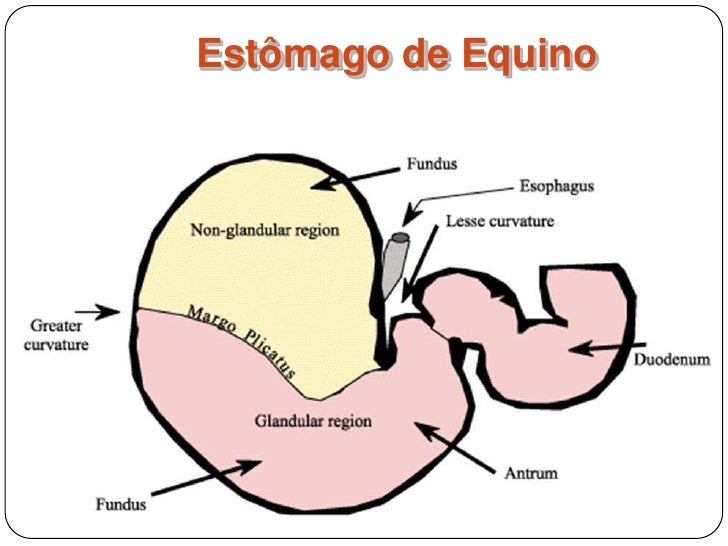 Aula Digestivo 5 2010 1