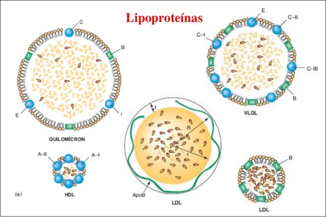 Aula_Lipoproteínas