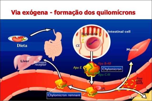 Aula_Lipoproteínas