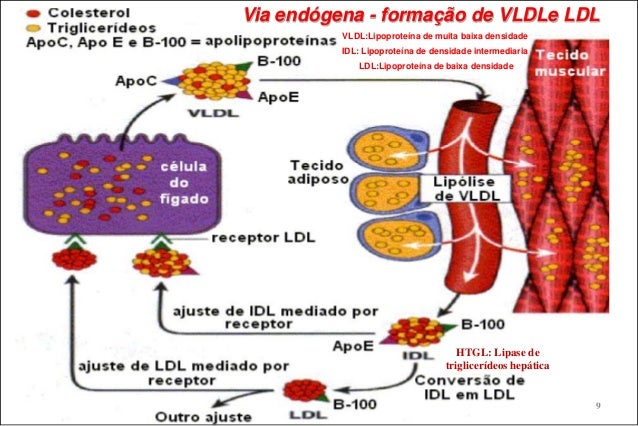 Aula_Lipoproteínas