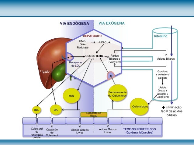 Distúrbio metabolismo lipoproteínas - Danusa Menegaz, Ph.D