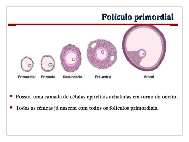 Aula er reprodutor feminino e masculino