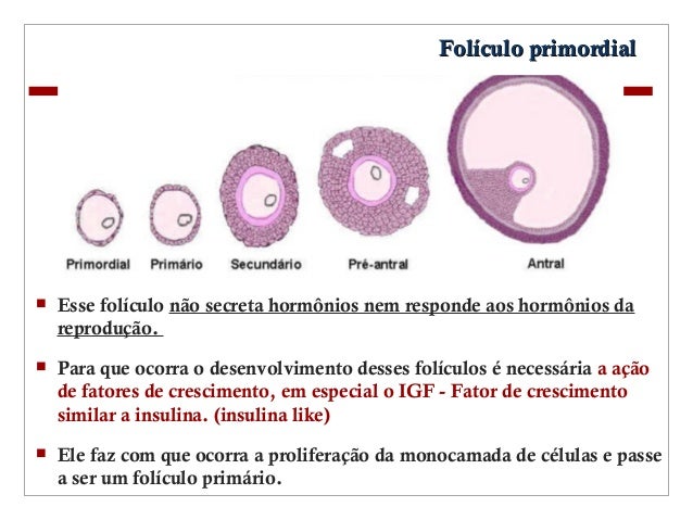 Aula er reprodutor feminino e masculino