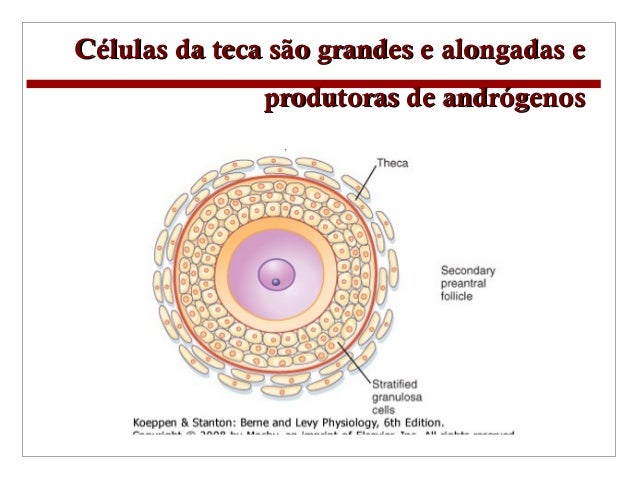 Aula er reprodutor feminino e masculino