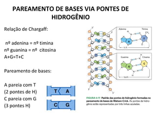 Aula estrutura e_replicacao_do_dna_christian | PPT