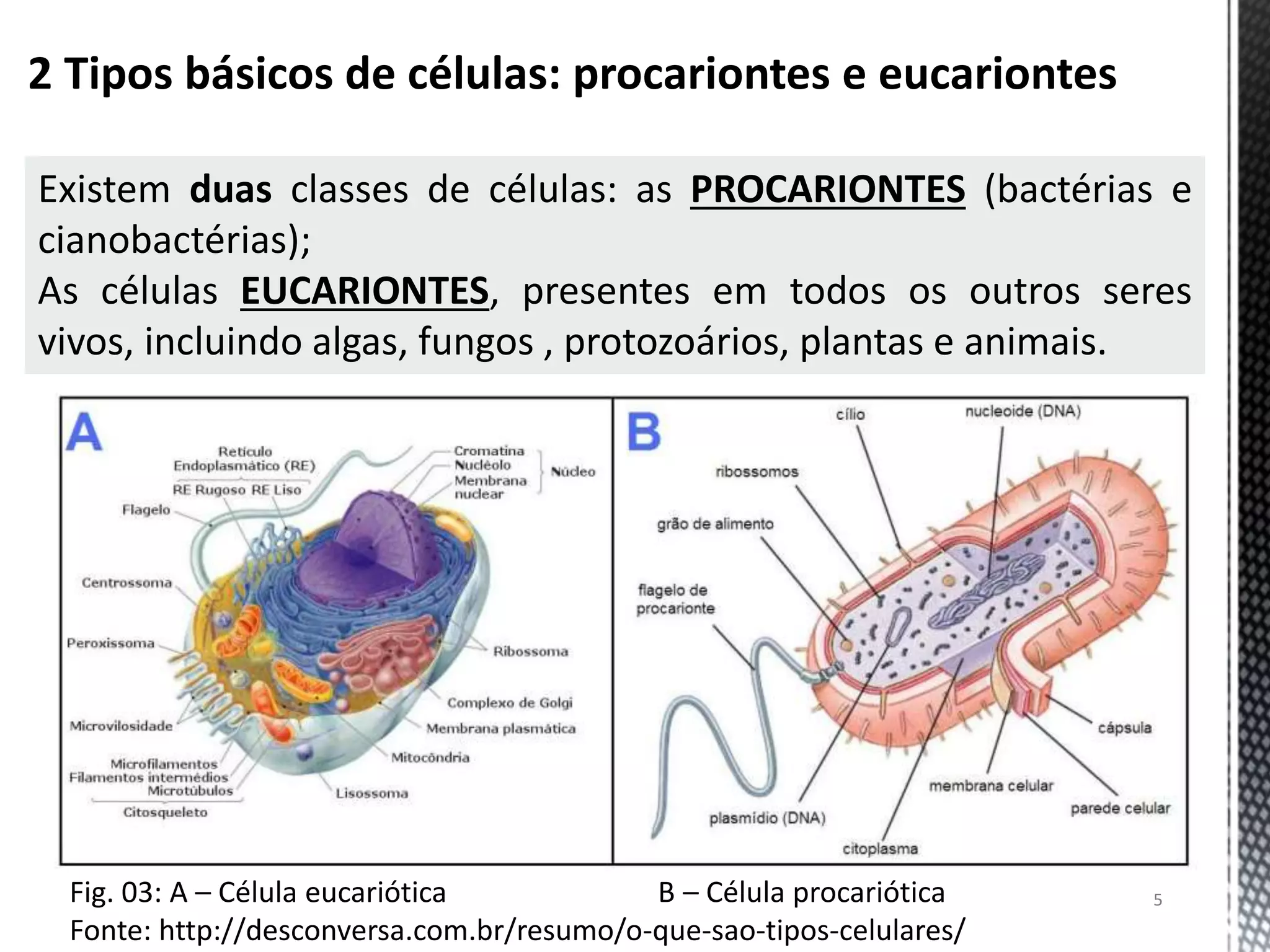 Aula estrutura, função e evolução das células | PPTX