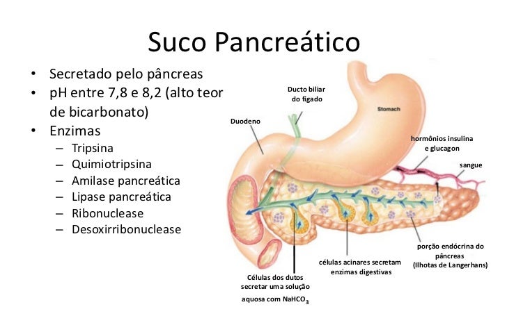Aula Fisiologia_Sistema Digestório