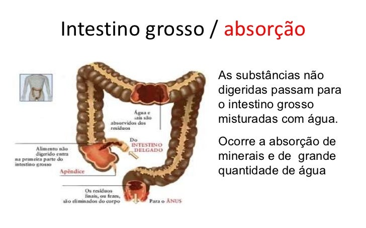 Aula Fisiologia_Sistema Digestório