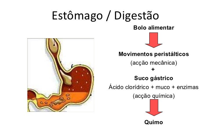 Aula Fisiologia Humana