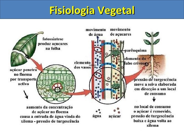 Aula fisiologia vegetal