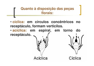 Aula flor | PPT