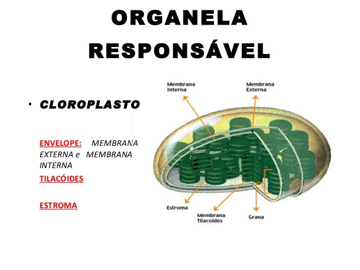Aula fotossíntese quimiossíntese