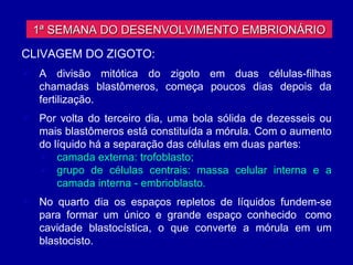 Aula gametogênese, fertilização, segmentação | PPT