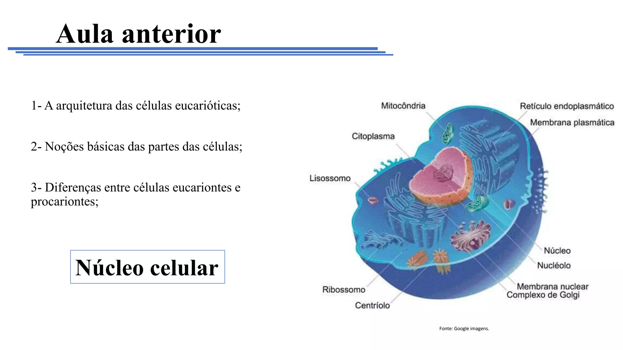 Estrutura Do Nucleo