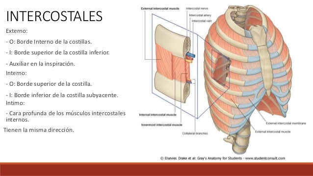 Anatomia del torax