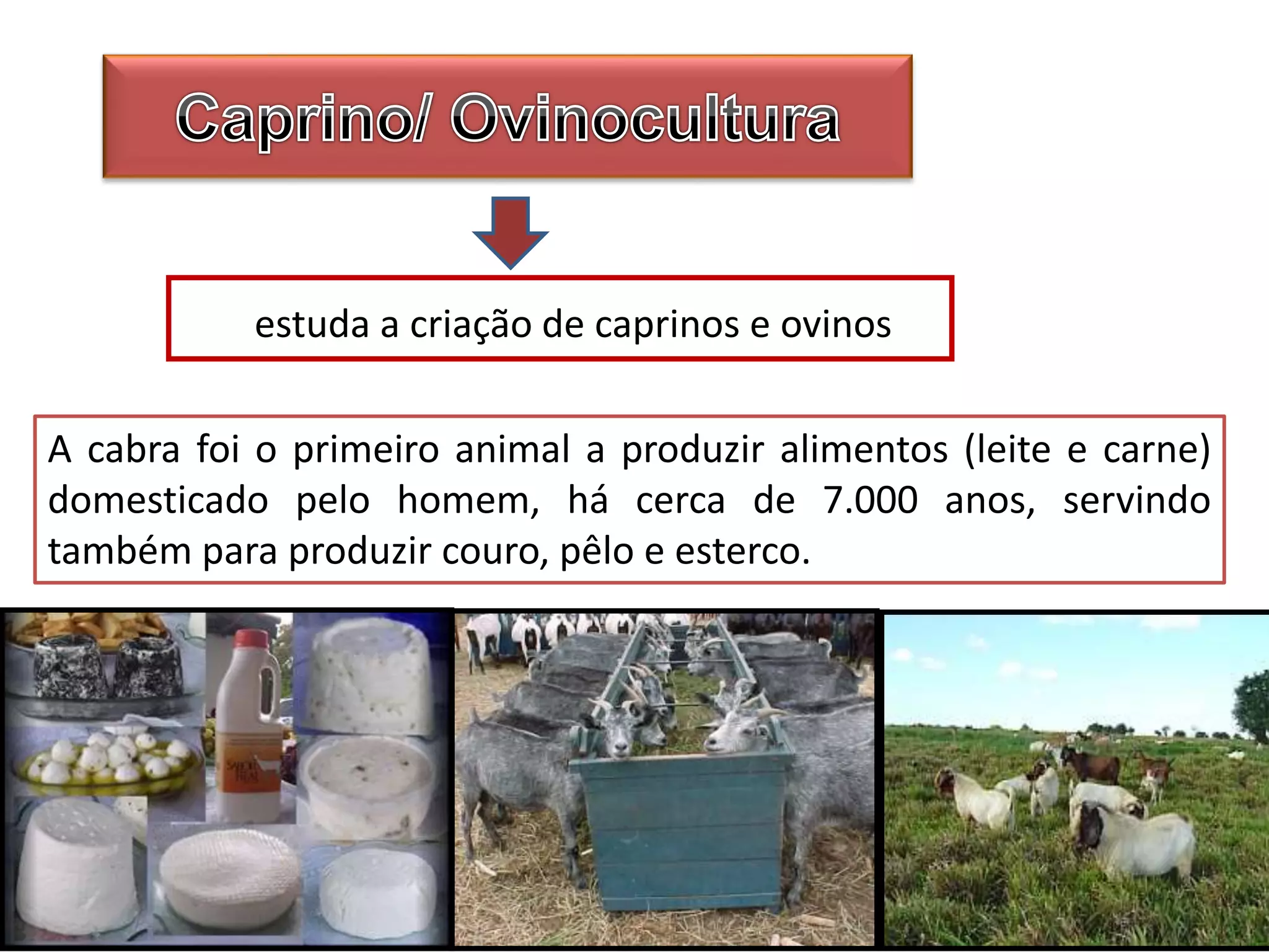 Caprinos e Ovinos | PPTX