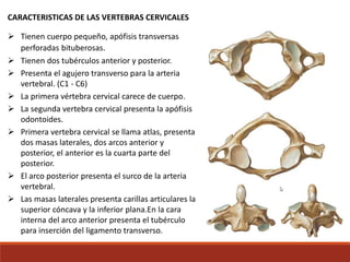 Aula 1 (columna cervical) | PPTX
