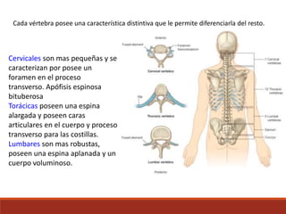 Aula 1 (columna cervical) | PPTX
