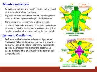 Aula 1 (columna cervical) | PPT