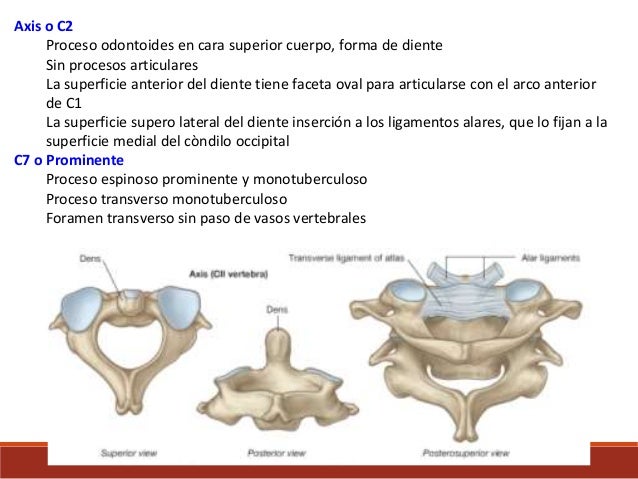 Aula 1 (columna cervical)