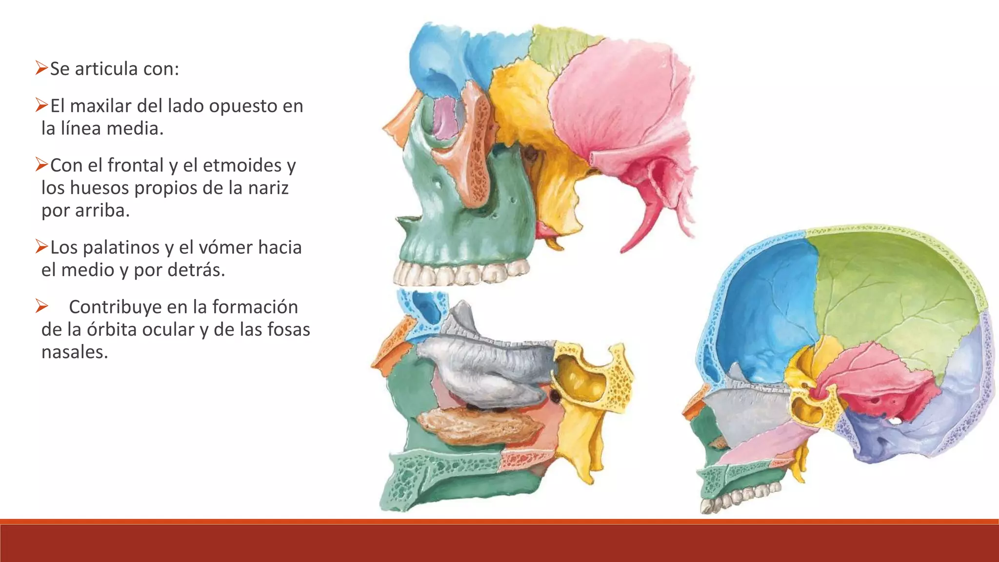 Aula 1 (huesos de la cara) | PPTX