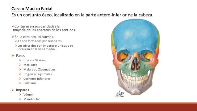 Aula 1 (huesos de la cara)