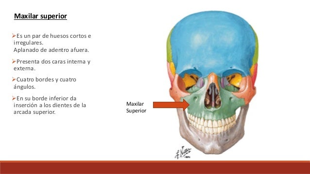 Huesos De La Cara: Funciones Y Descripción DAB