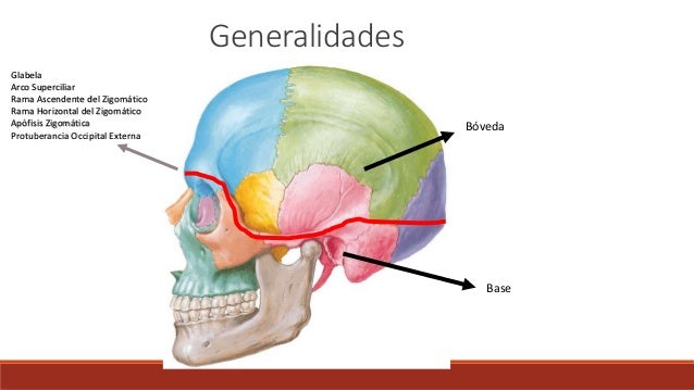 Aula 1 (huesos del craneo)