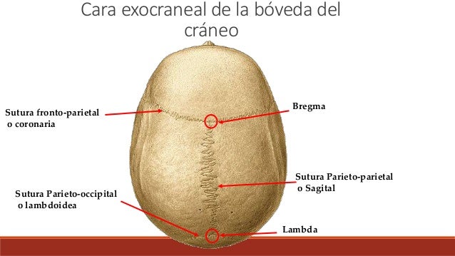 Aula 1 (huesos del craneo)