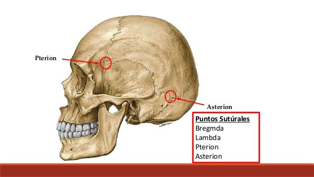 Aula 1 (huesos del craneo)