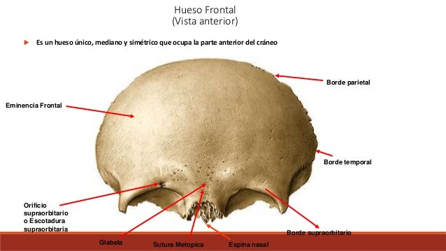 Aula 1 (huesos del craneo)