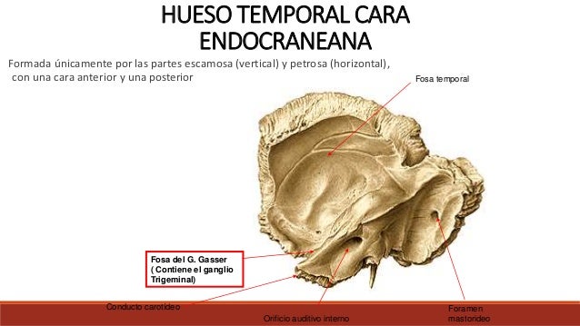 Aula 1 (huesos del craneo)