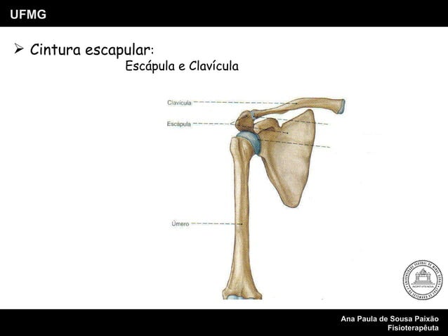 Aula ii. articulação do membro superior e cintura escapular.ufmg ...