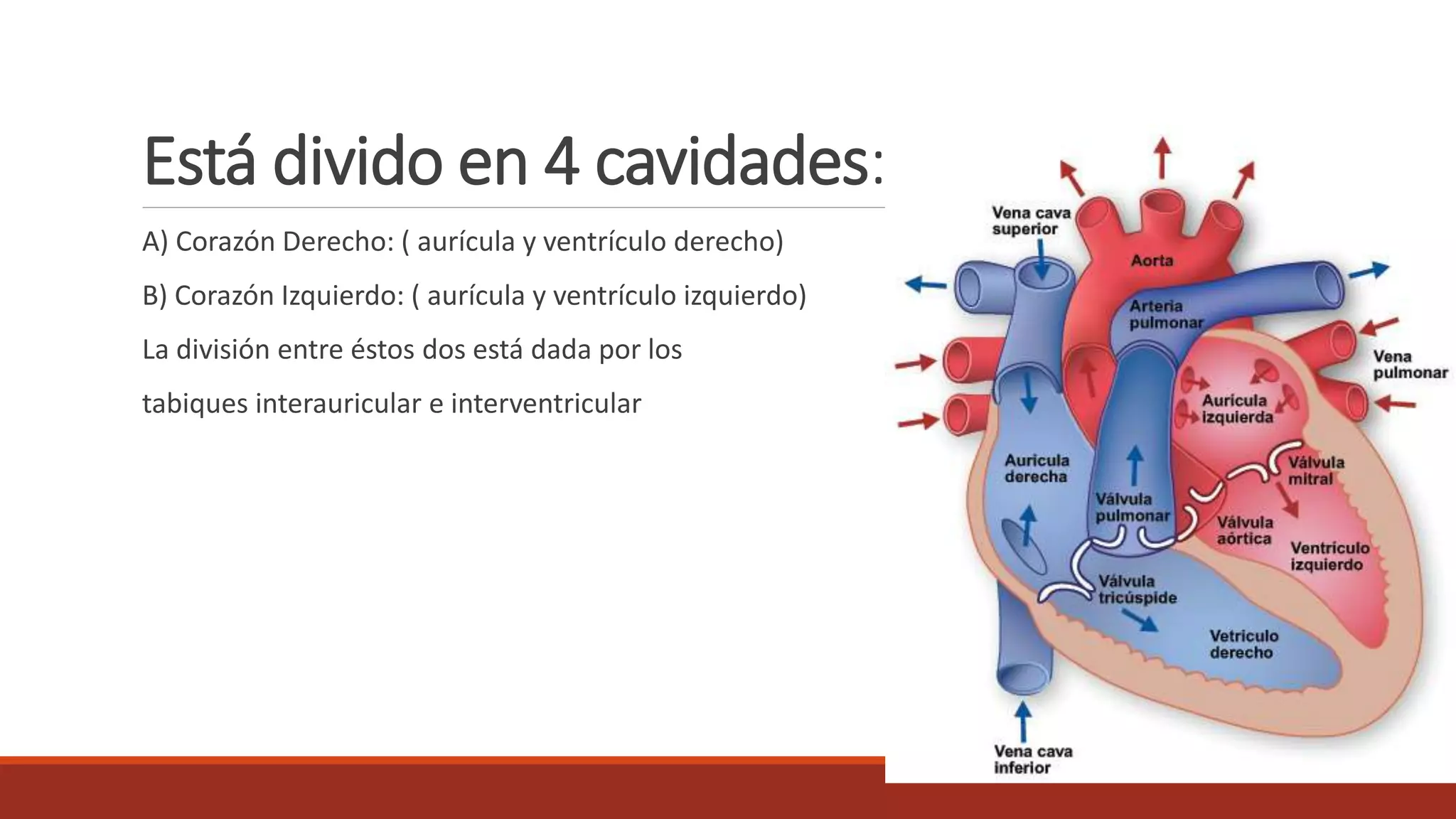 Anatomia del corazon | PPTX