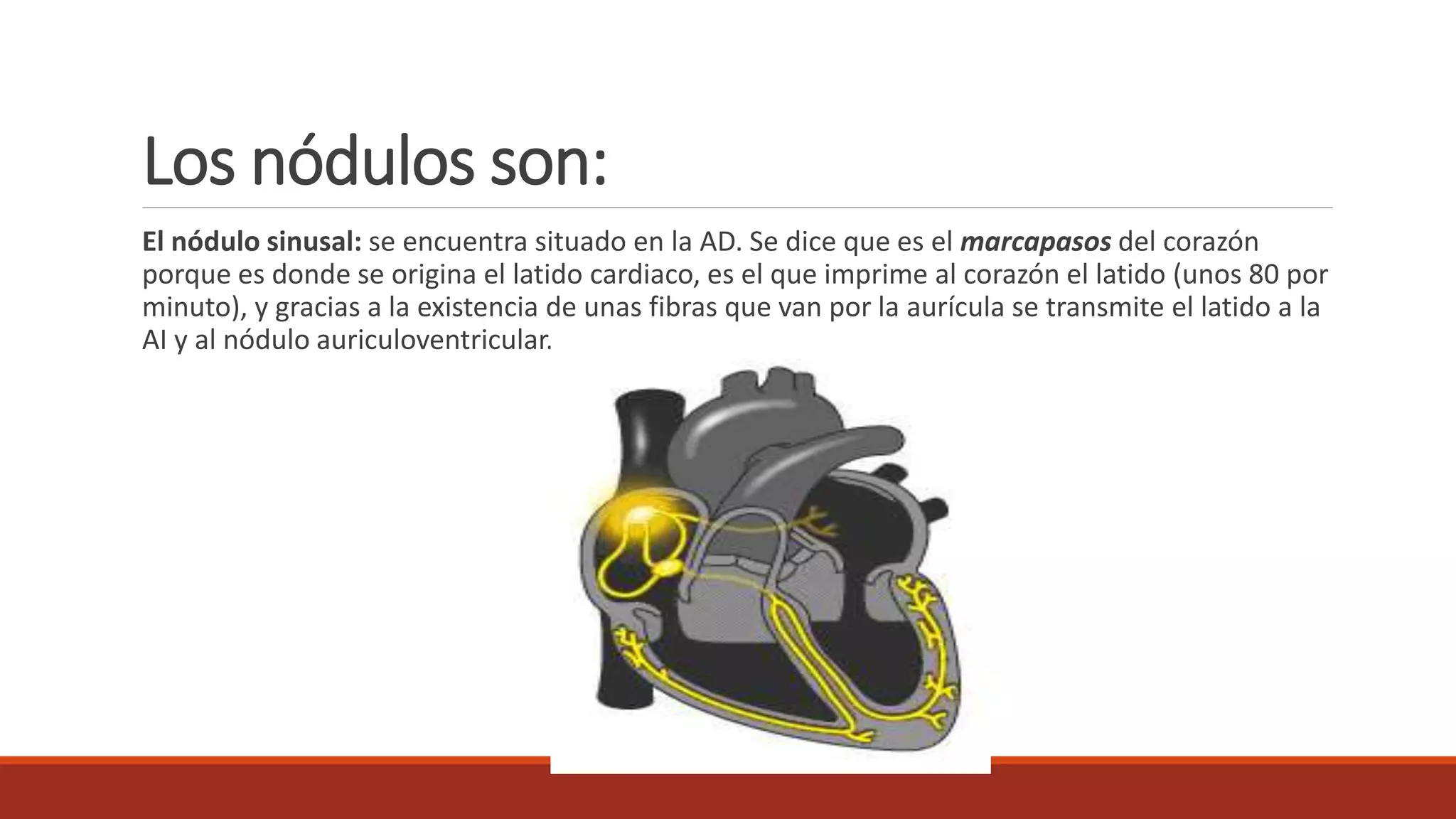 Anatomia del corazon | PPTX