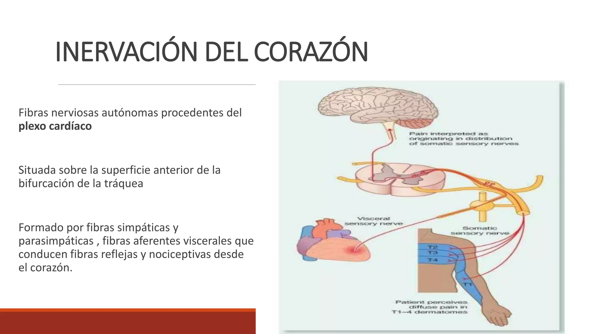 Anatomia del corazon | PPTX